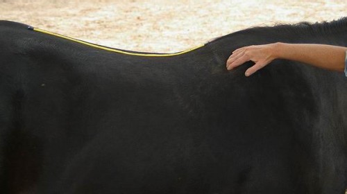 Saddle Fit How-To Guide