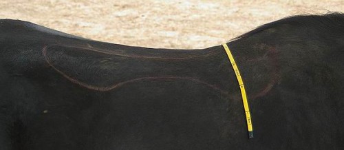 Saddle Fit How-To Guide